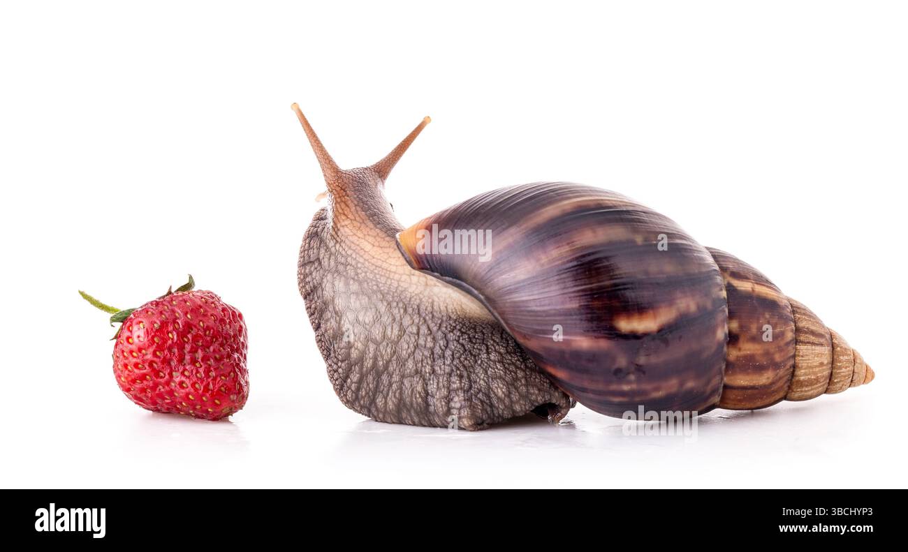 Giant African land snail (Achatina fulica) and strawberries, isolated ...
