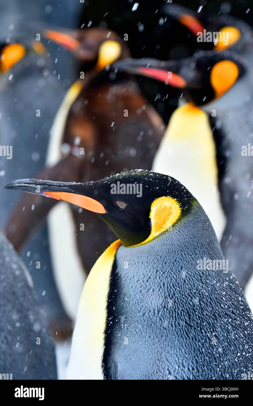 Penguins in Asahiyama zoo,Hokkaido,Japan,Asia Stock Photo - Alamy