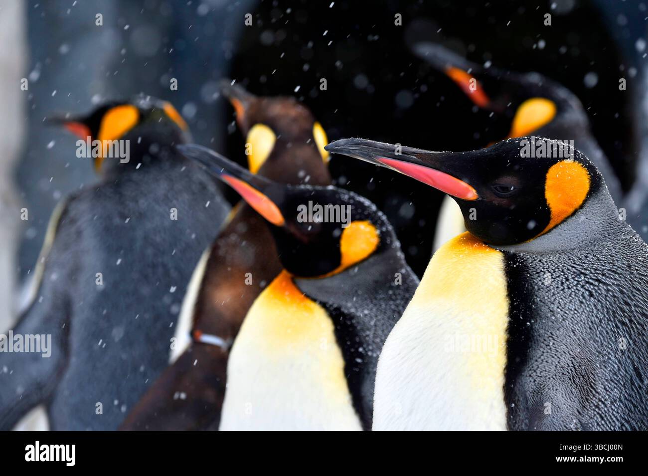 Penguins in Asahiyama zoo,Hokkaido,Japan,Asia Stock Photo - Alamy