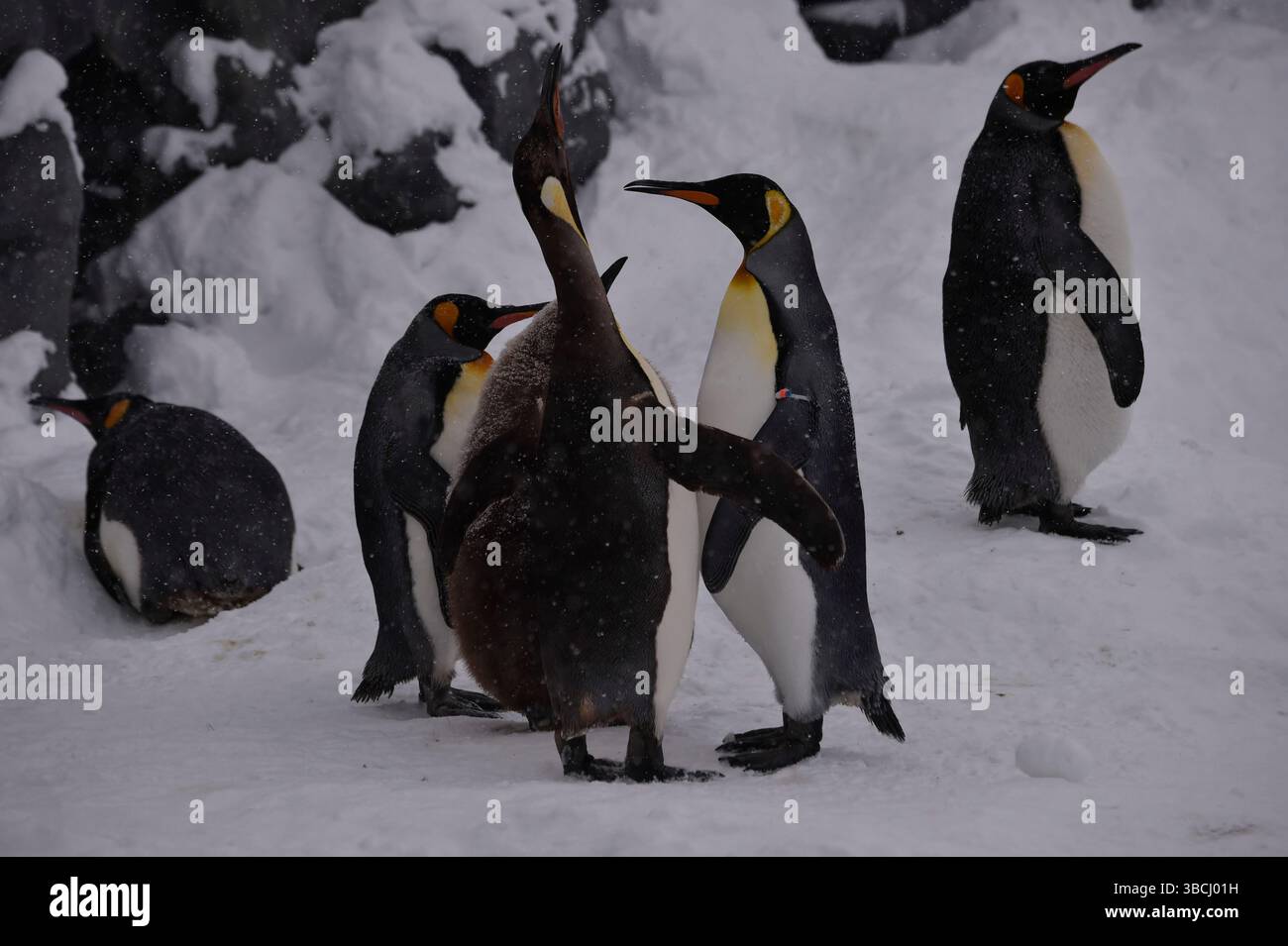 Penguins in Asahiyama zoo,Hokkaido,Japan,Asia Stock Photo - Alamy