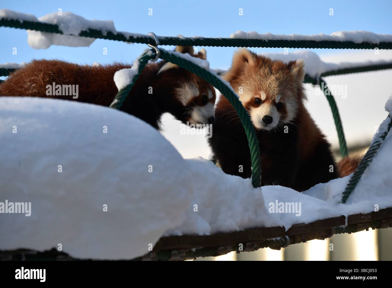 Red lesser panda in Asahiyama zoo,Asahikawa,Hokkaido,Japan,Asia Stock ...