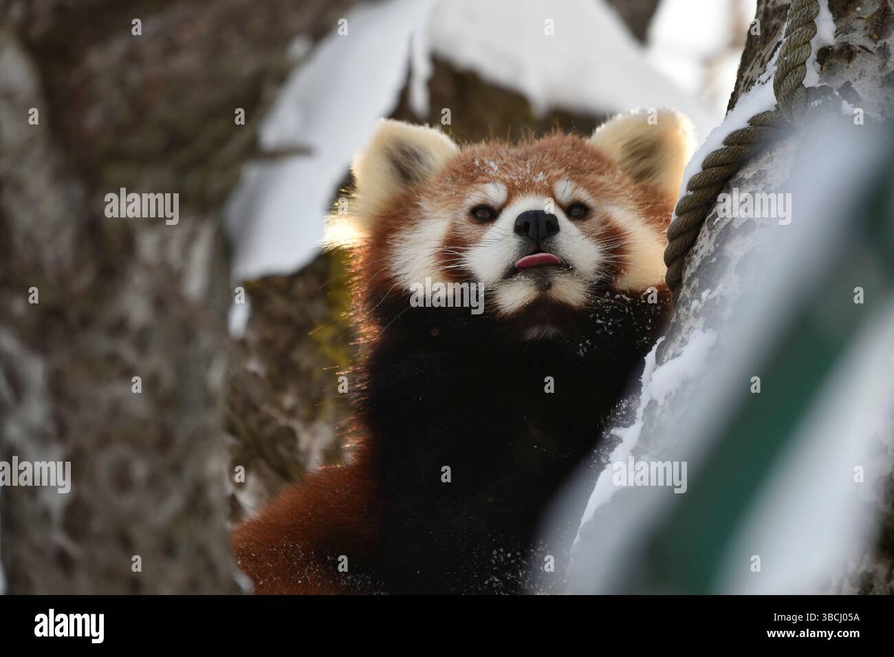 Red lesser panda in Asahiyama zoo,Asahikawa,Hokkaido,Japan,Asia Stock ...