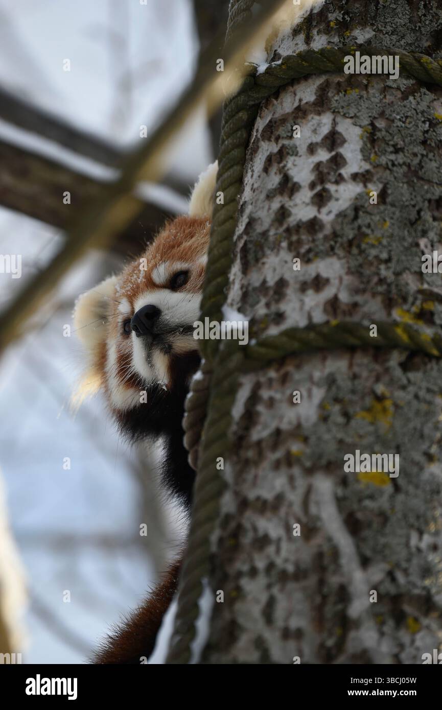 Red lesser panda in Asahiyama zoo,Asahikawa,Hokkaido,Japan,Asia Stock ...