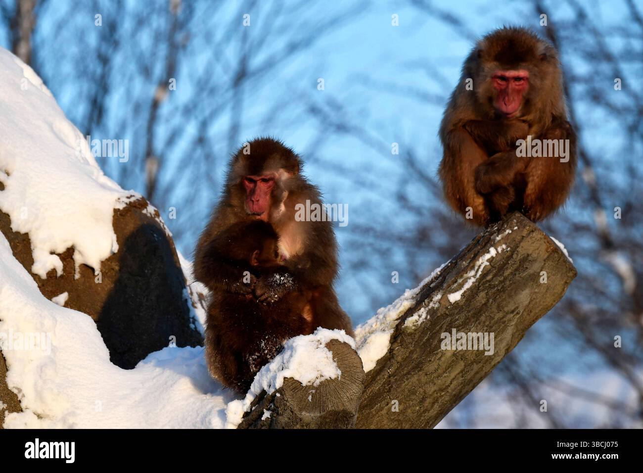 Japanese monkeys in Asahikawa zoo,Hokkaido, Japan,Asia Stock Photo - Alamy