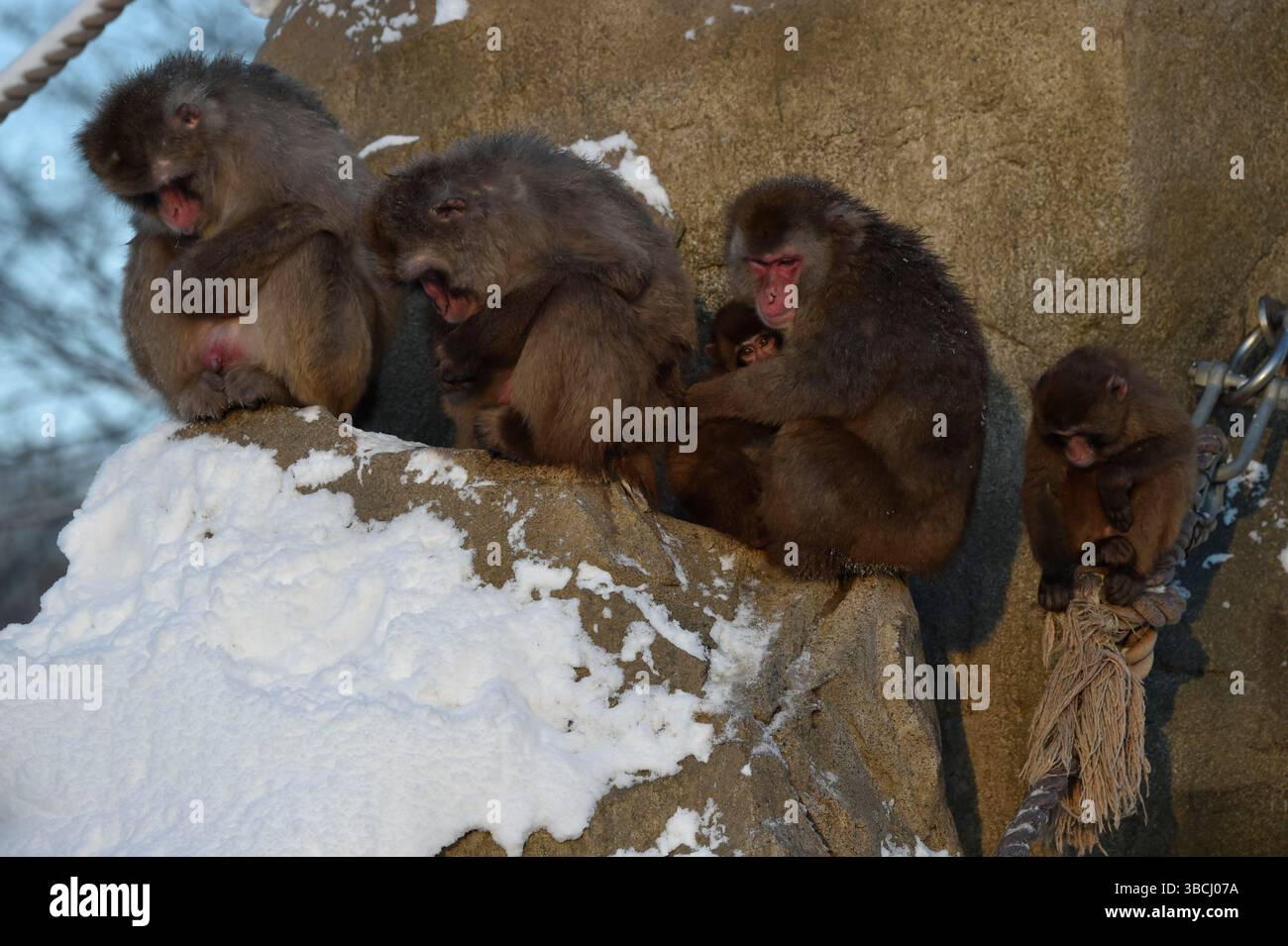 Japanese monkeys in Asahikawa zoo,Hokkaido, Japan,Asia Stock Photo - Alamy