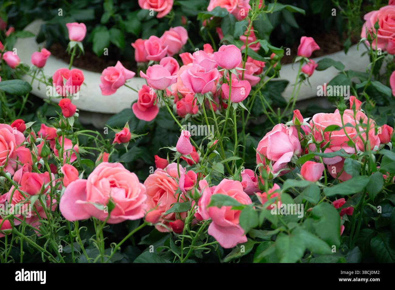 Chelsea, London, UK. 19th May, 2025. The beautiful pink newly launched ...