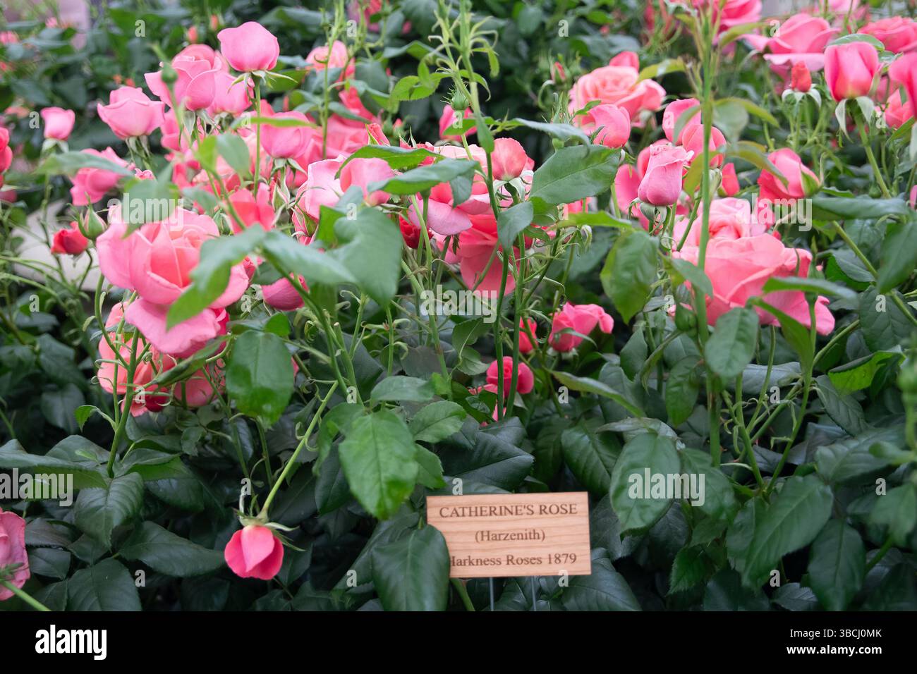 Chelsea, London, UK. 19th May, 2025. The beautiful pink newly launched ...