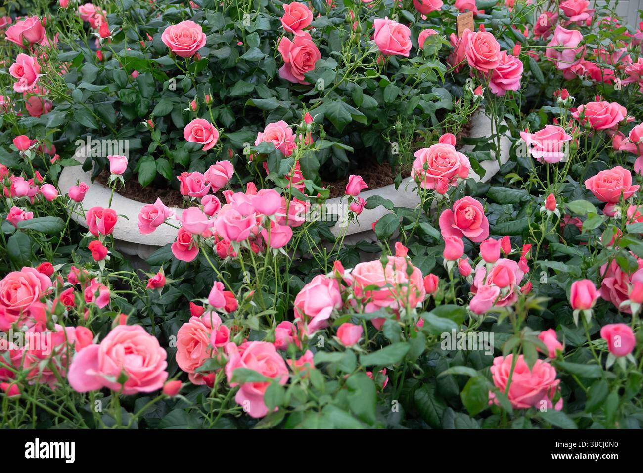 Chelsea, London, UK. 19th May, 2025. The beautiful pink newly launched ...