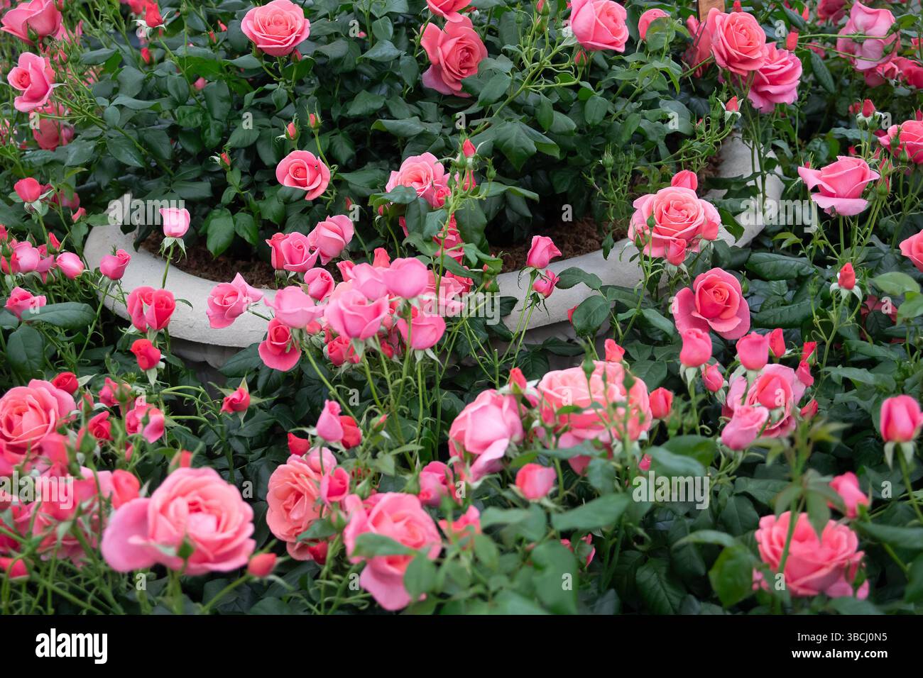 Chelsea, London, UK. 19th May, 2025. The beautiful pink newly launched ...