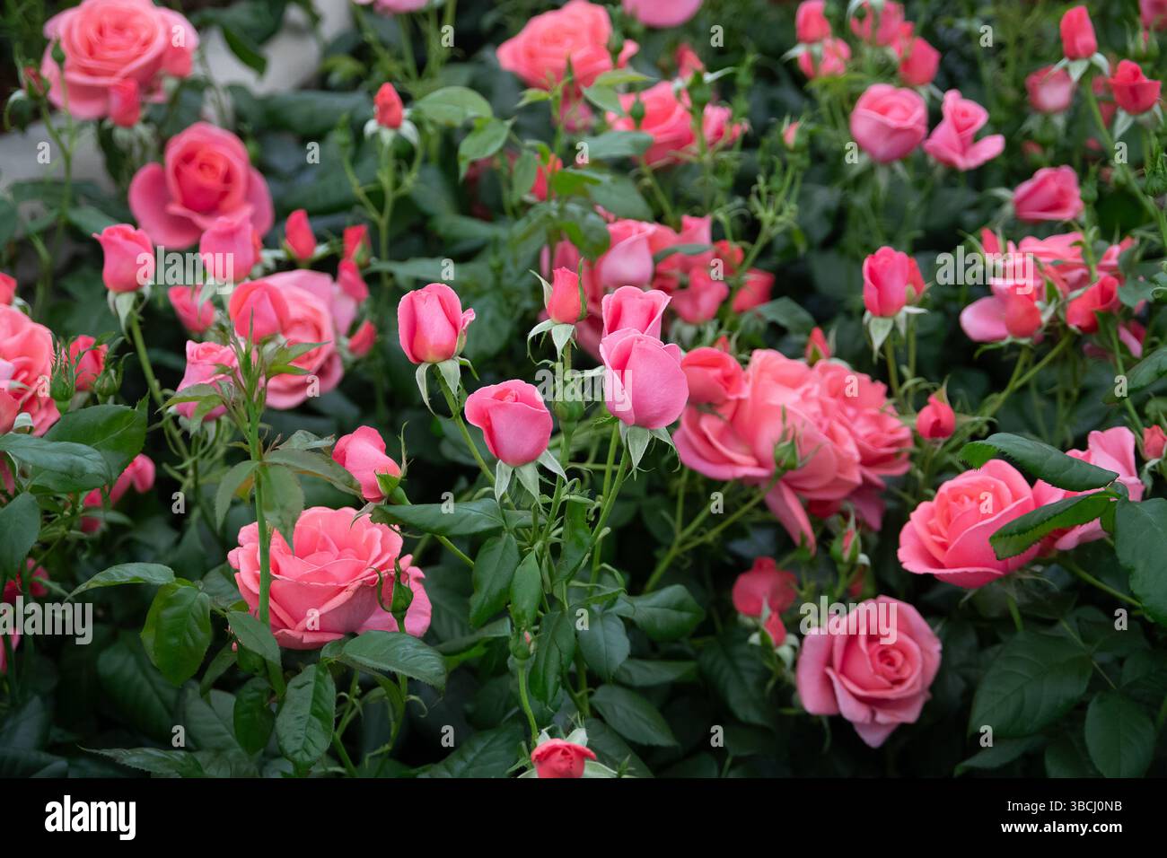 Chelsea, London, UK. 19th May, 2025. The beautiful pink newly launched ...