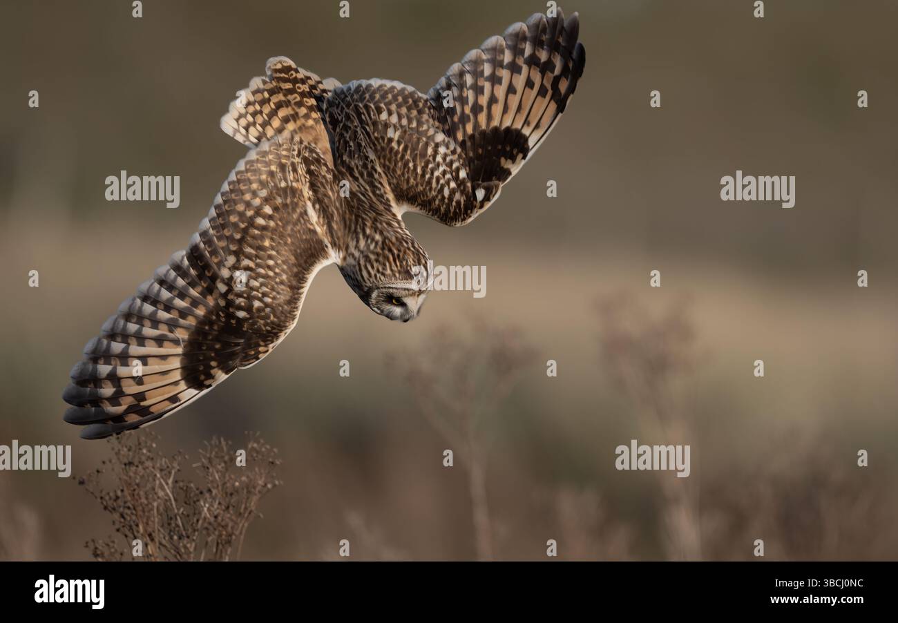 Unseen uk hi-res stock photography and images - Alamy