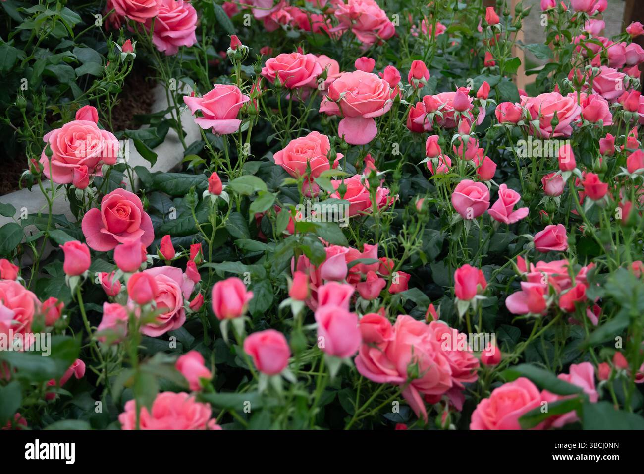 Chelsea, London, UK. 19th May, 2025. The beautiful pink newly launched ...