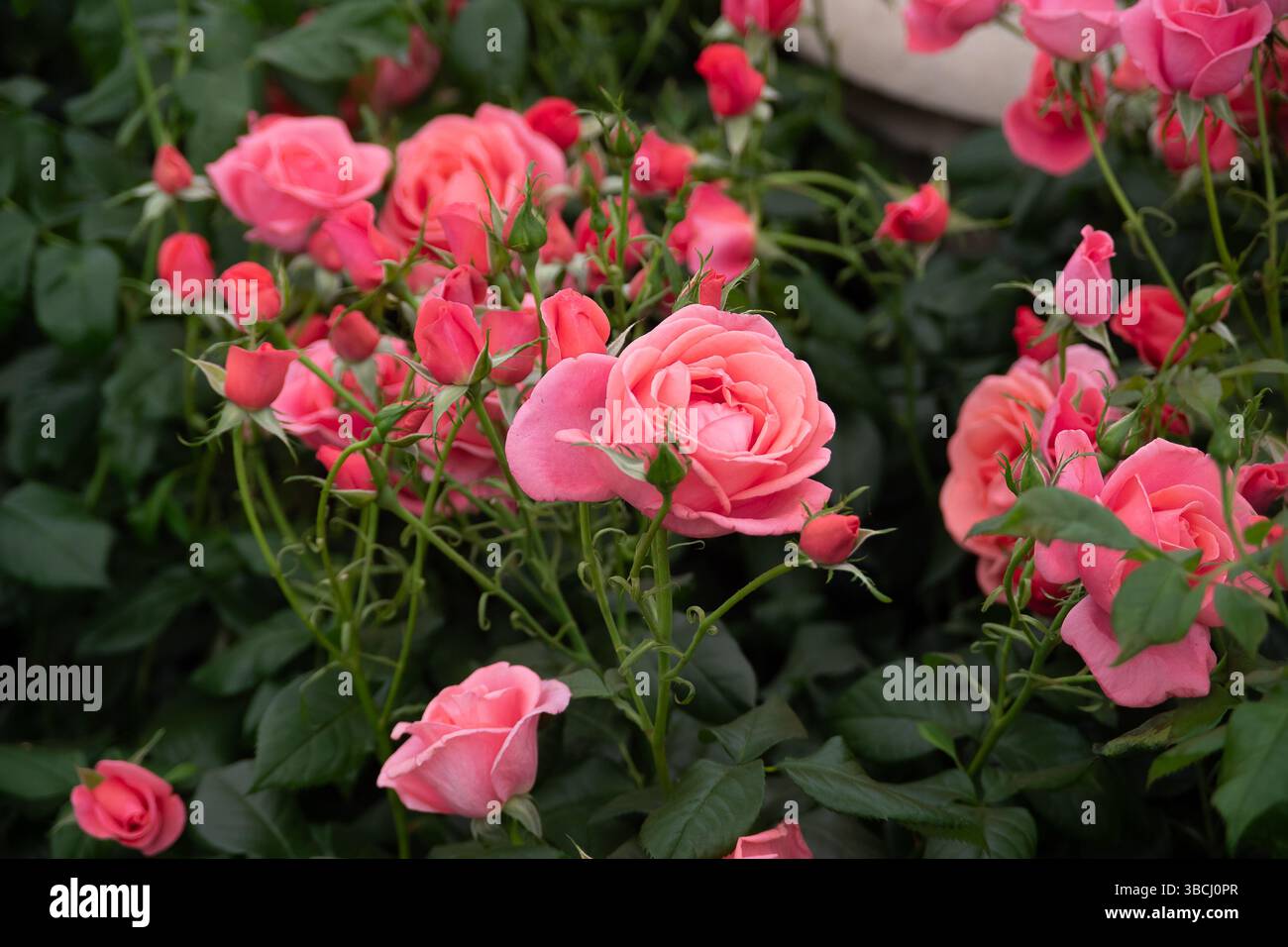 Chelsea, London, UK. 19th May, 2025. The beautiful pink newly launched ...