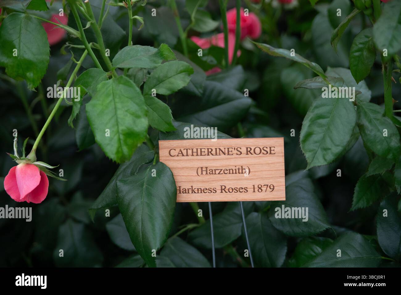 Chelsea, London, UK. 19th May, 2025. The beautiful pink newly launched ...