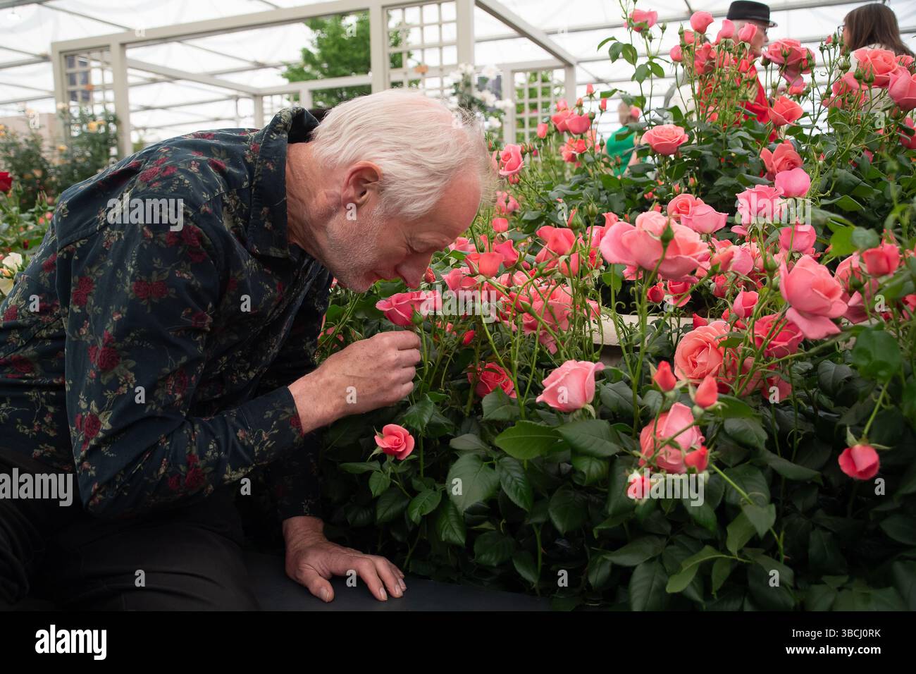 Chelsea, London, UK. 19th May, 2025. Rose grower Philip Harkness ...
