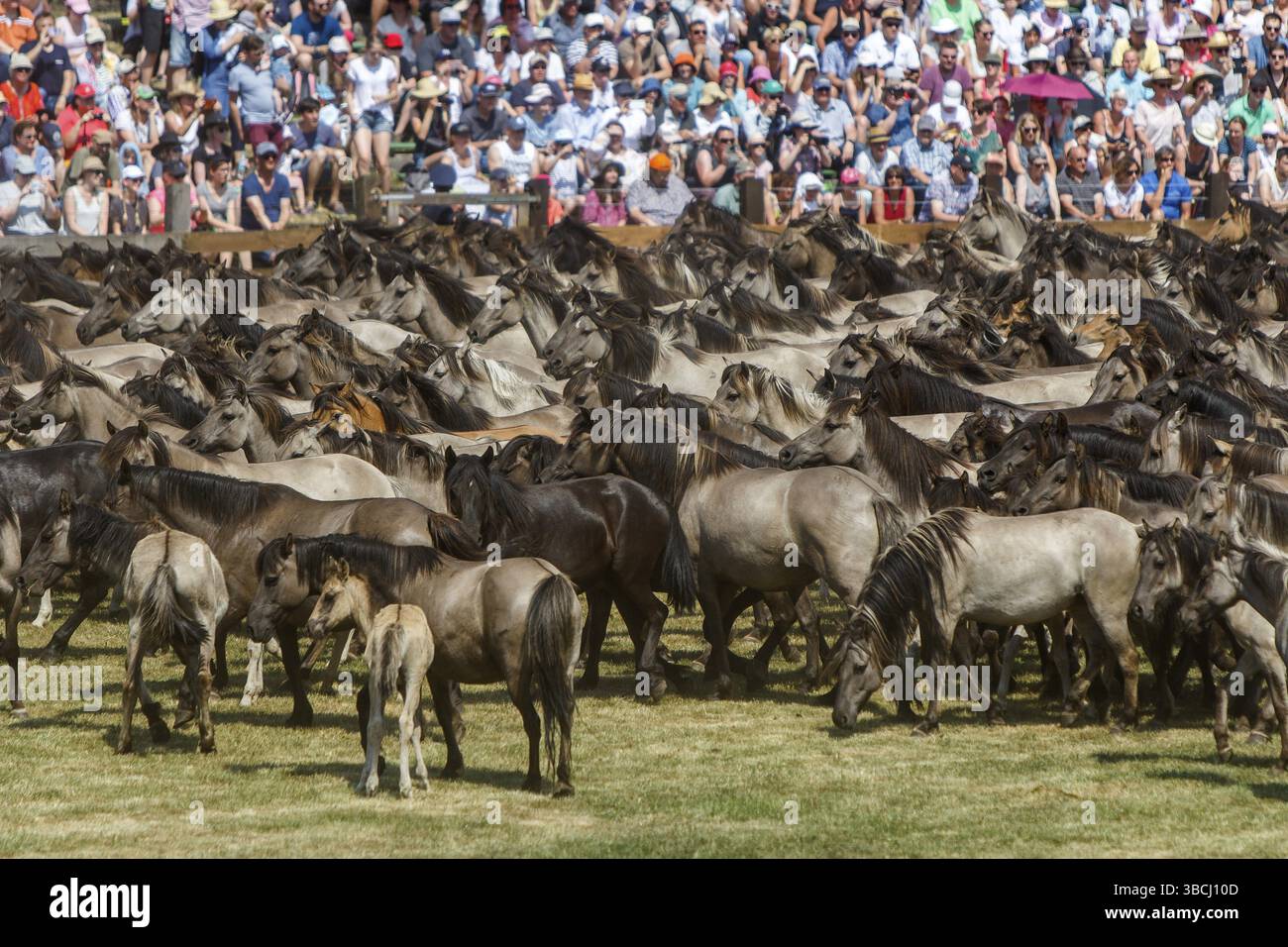Wild horse capture Duelmen 2018 Stock Photo - Alamy