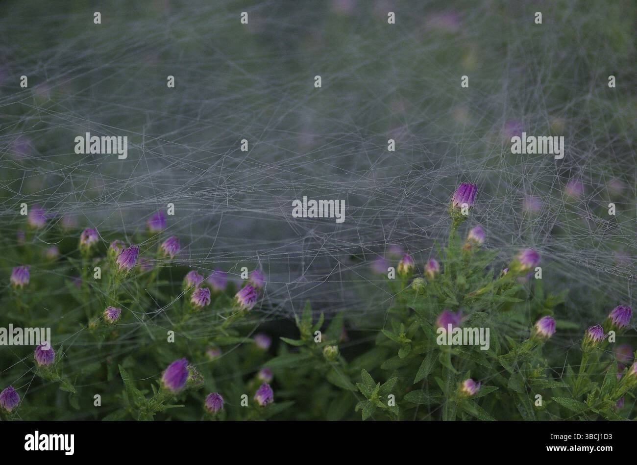 Canopy net hi-res stock photography and images - Alamy