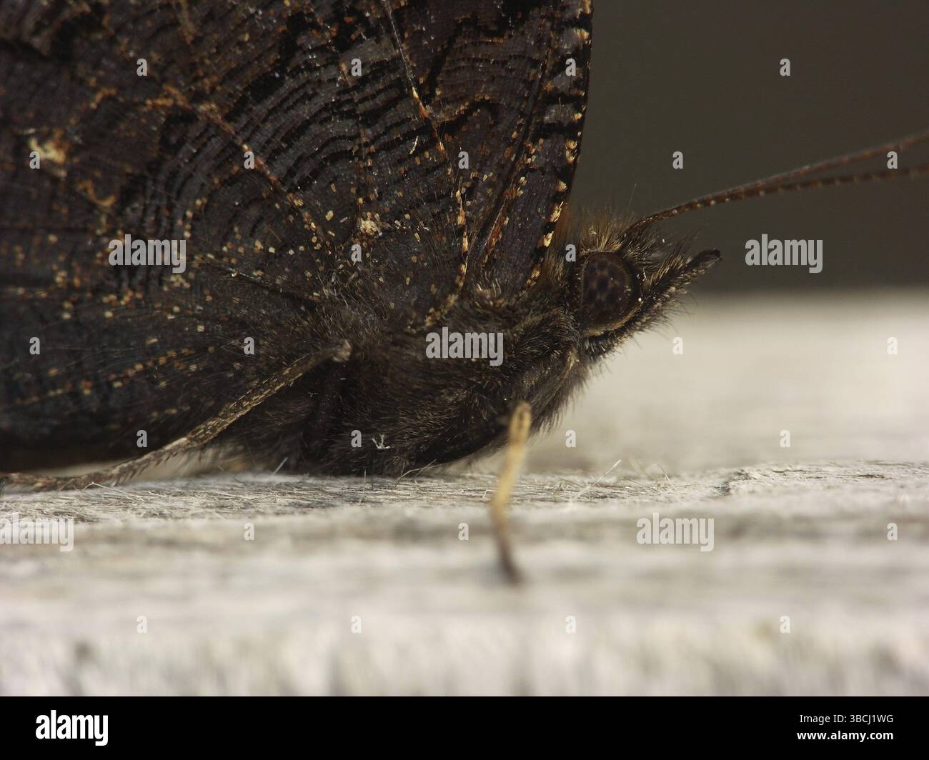 Insect with folded wings hi-res stock photography and images - Alamy