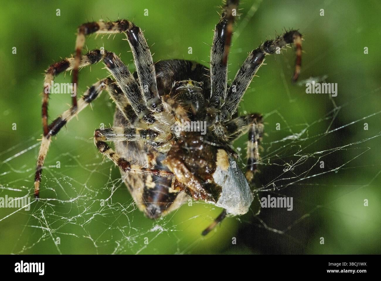 Cross spider eating prey hi-res stock photography and images - Alamy