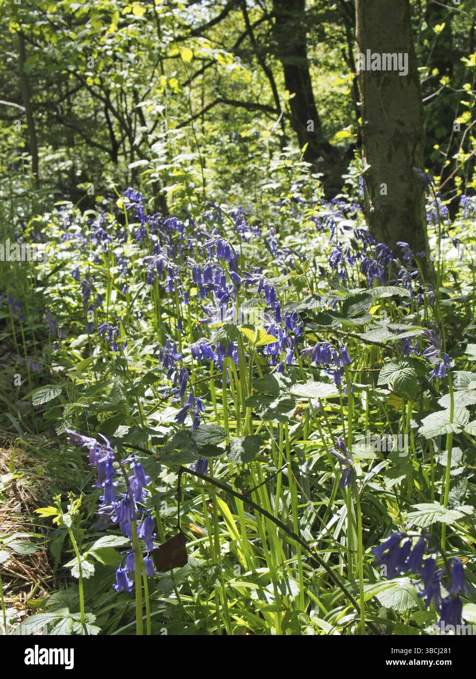 English bluebells in bright sunlit woodland surrounded by forest trees ...