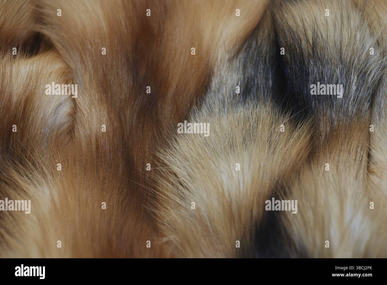 Furs of red fox full frame close-up Stock Photo - Alamy