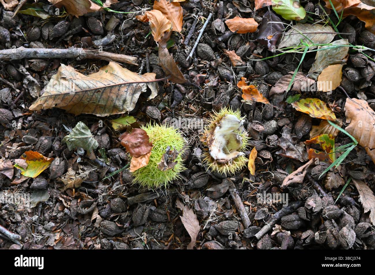 conker shells on the ground Stock Photo - Alamy