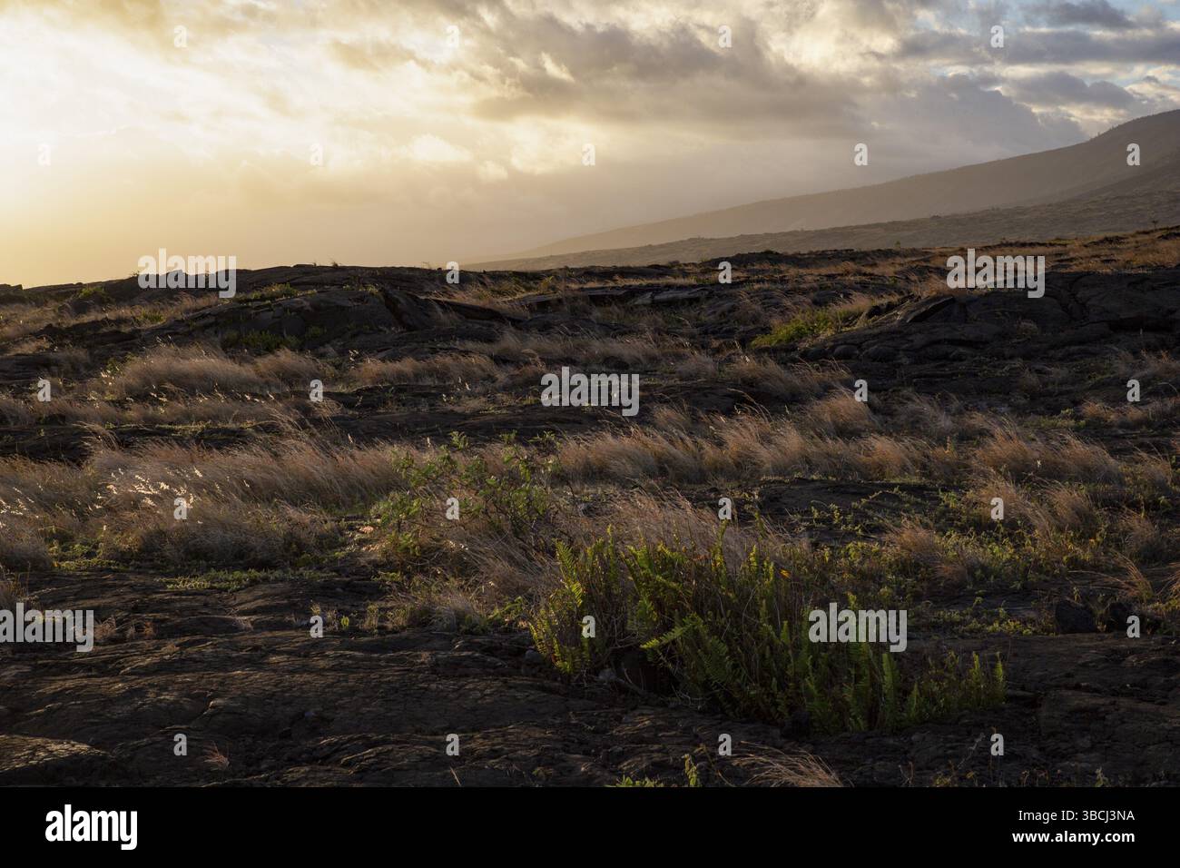 Power of nature makes grass grow on cooled lava at dusk Stock Photo - Alamy