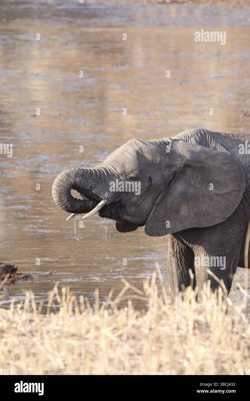 Little elephant drinks water hi-res stock photography and images - Alamy