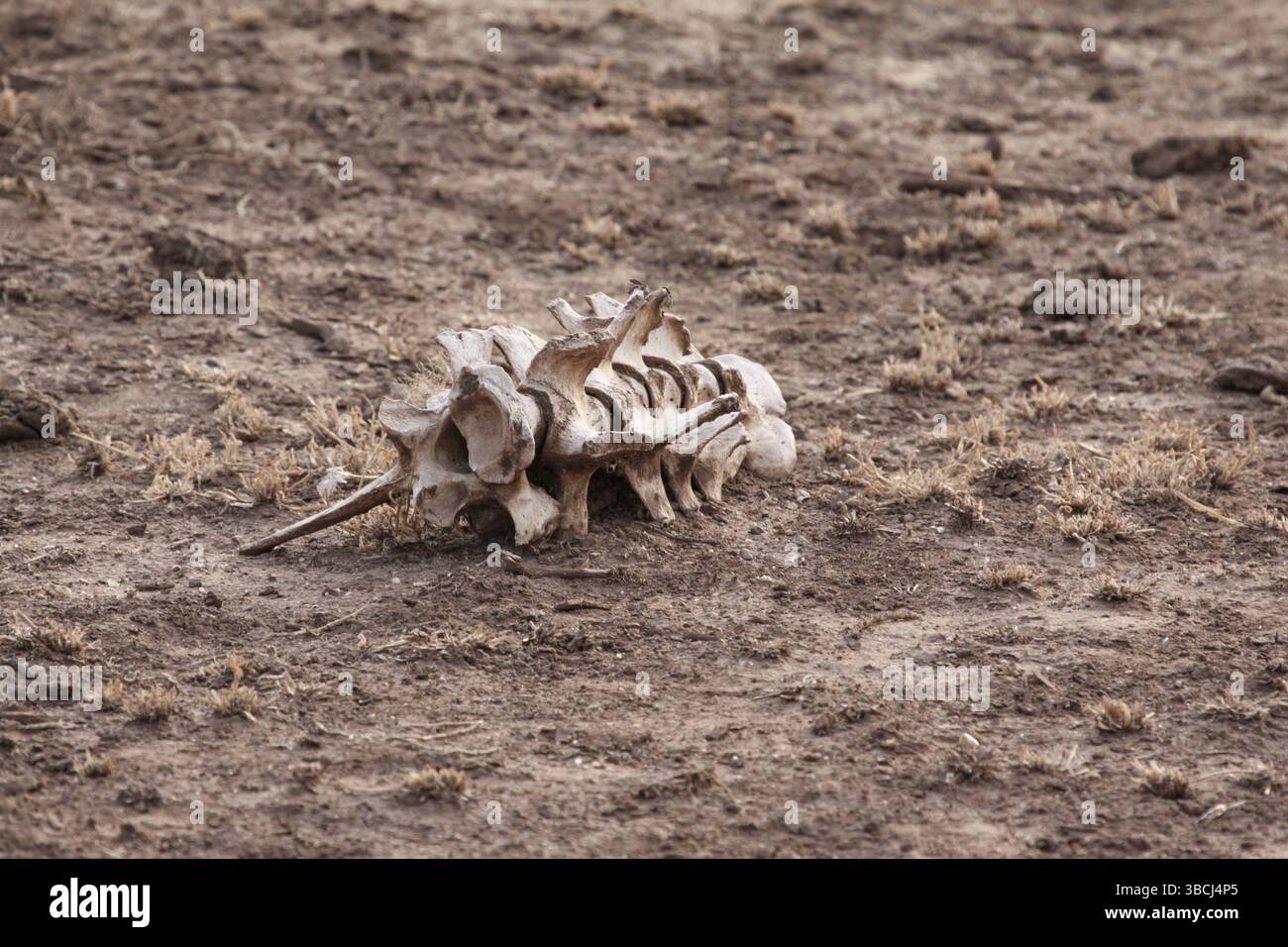 Bone from part of the spine lies in dust Stock Photo - Alamy