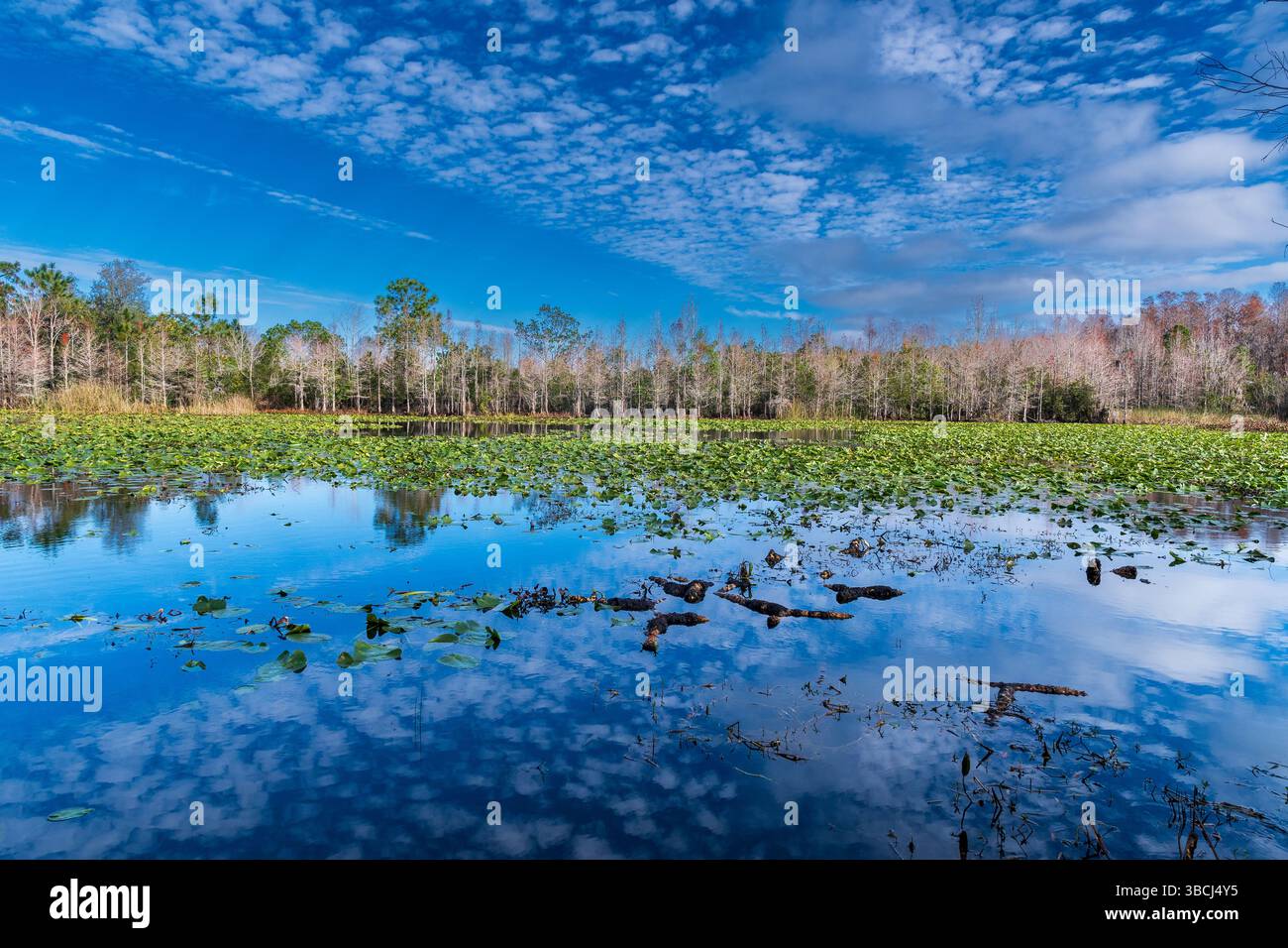 Rosen Shingle Creek pathways and signs the very headwater to Florida's ...