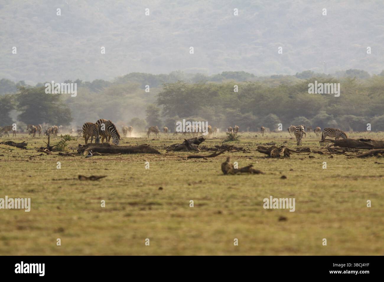 Wild animals graze in the vast African steppe Stock Photo - Alamy