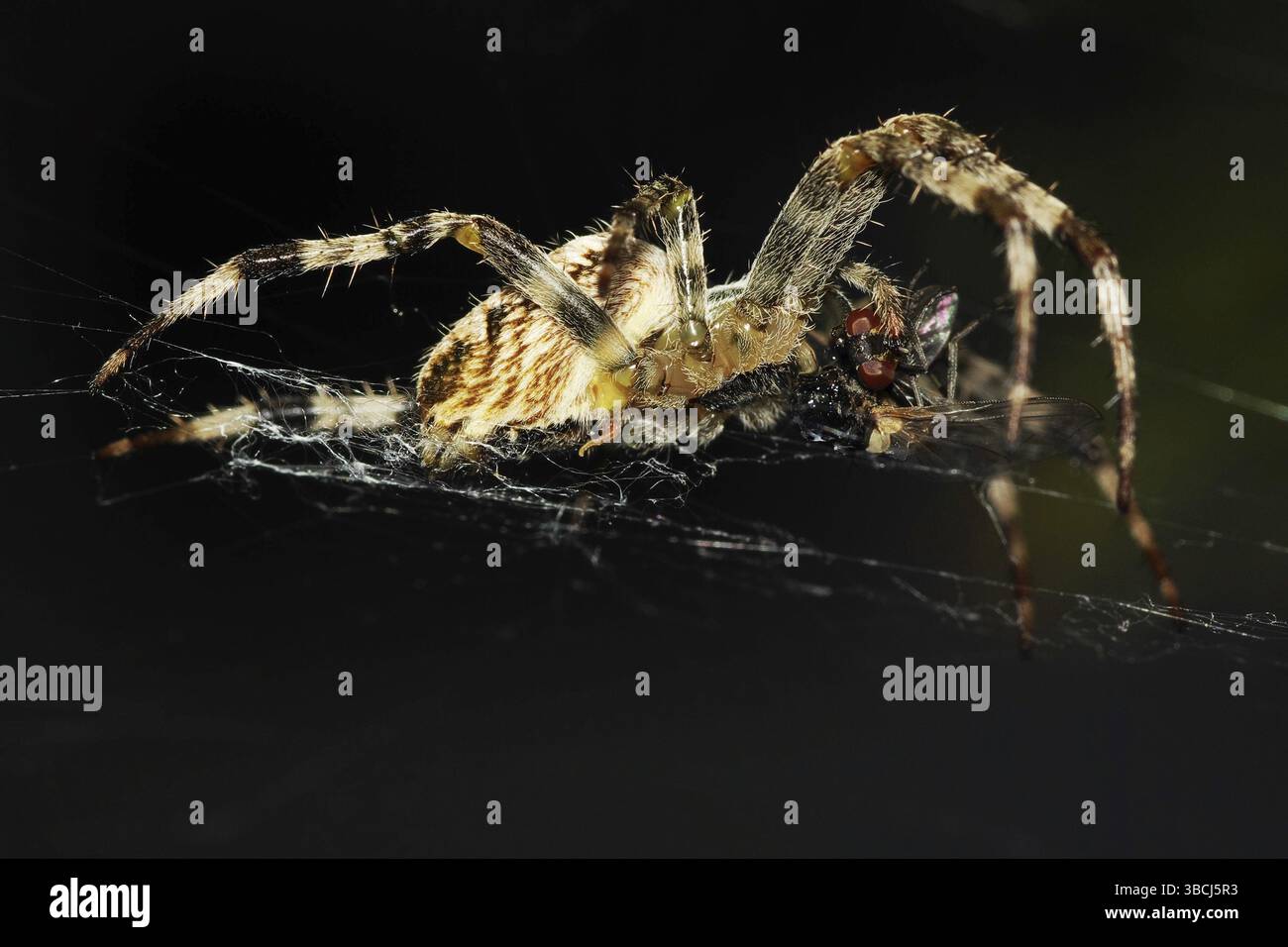 Cross spider araneus diadematus fly hi-res stock photography and images ...