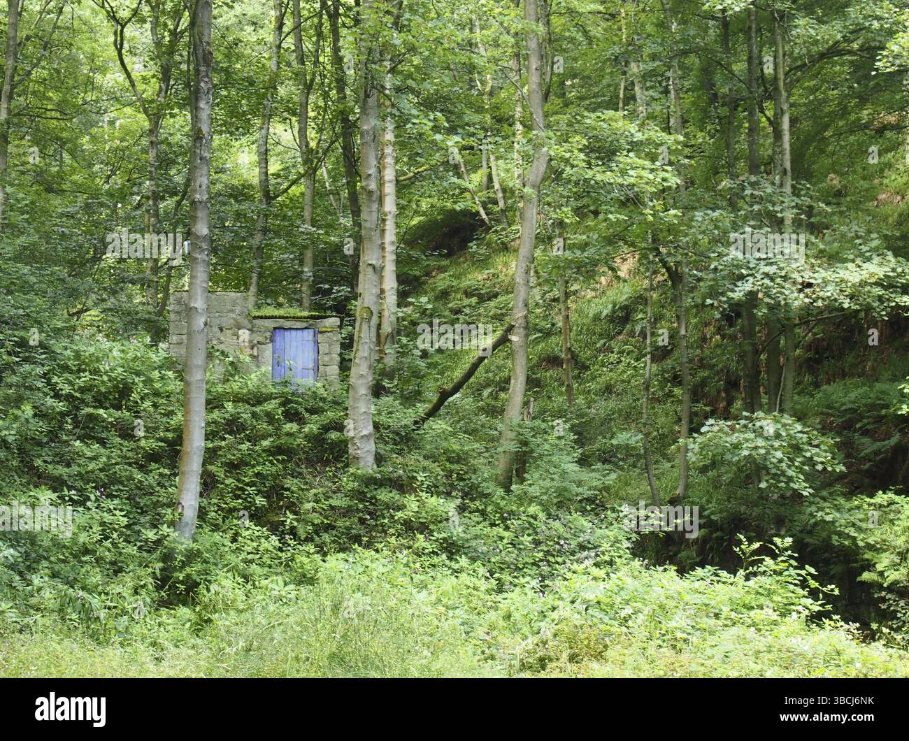 A tiny stone building with a blue door hidden in dense green forest ...