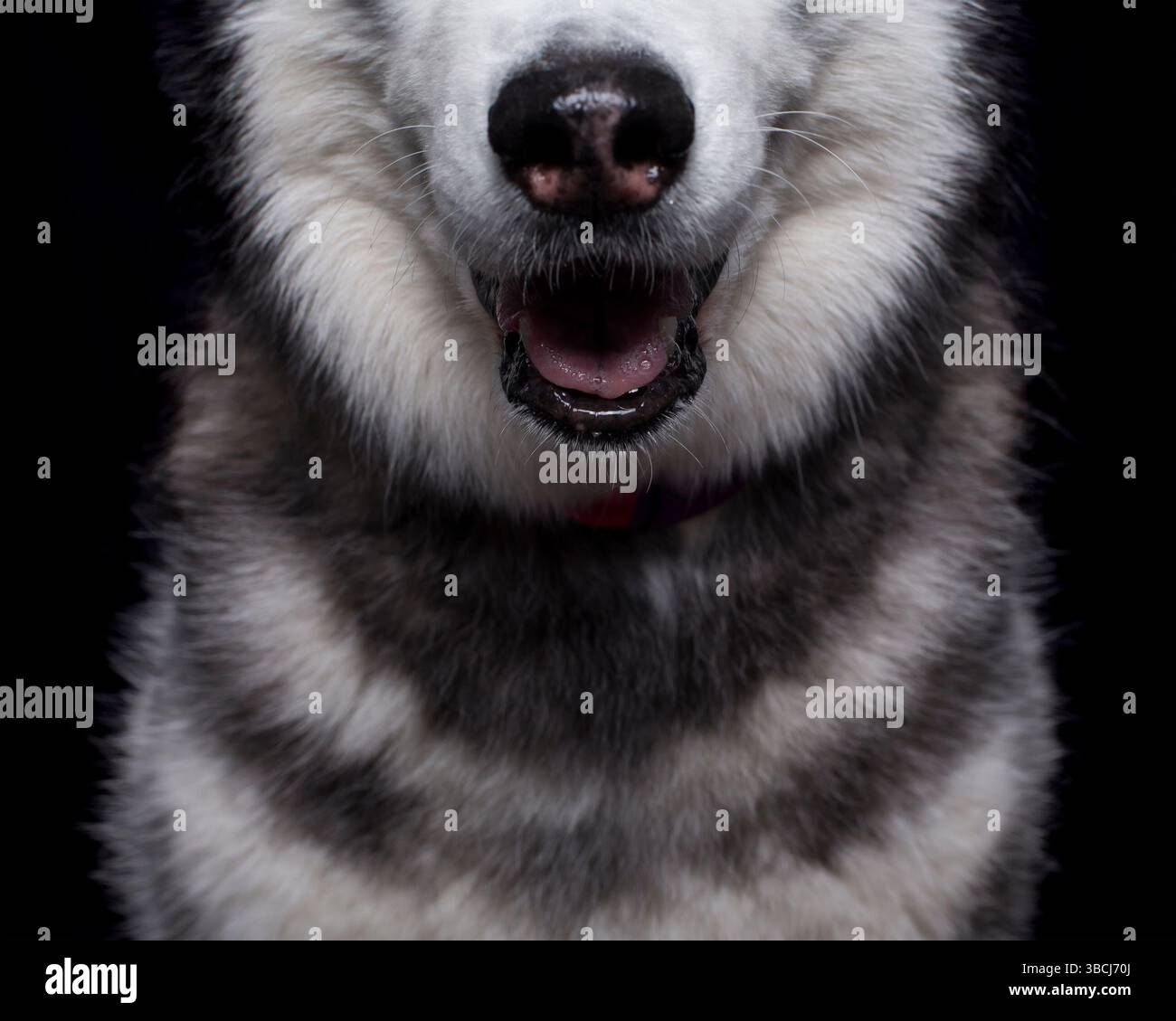 A Siberian Husky sits in a bed of rose petals for Valentine's Day Stock ...