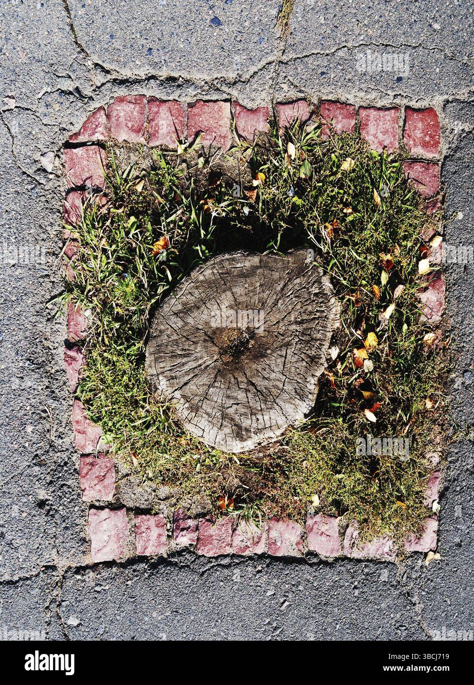 Stump in the centre of the liitle grass-plot, vertical Stock Photo - Alamy