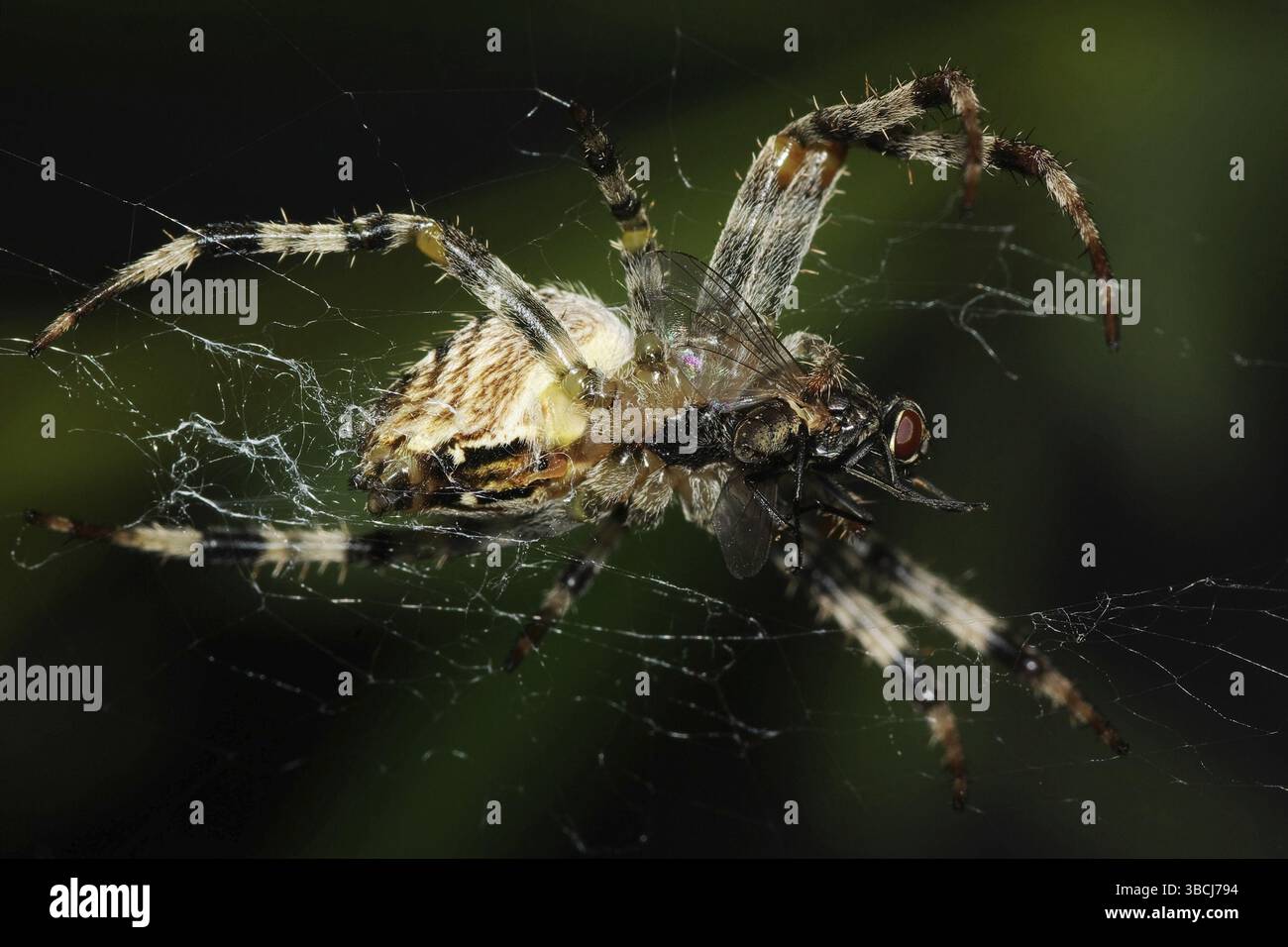 Bottom view of a cross spider Stock Photo - Alamy