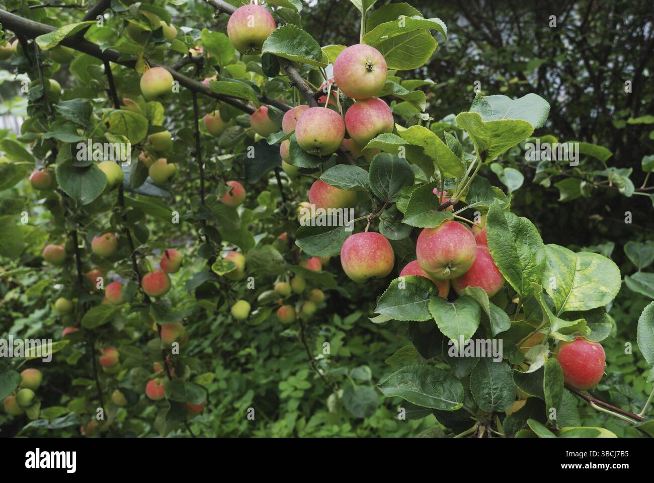 Apple-tree branch with lots of ruddy apples Stock Photo - Alamy