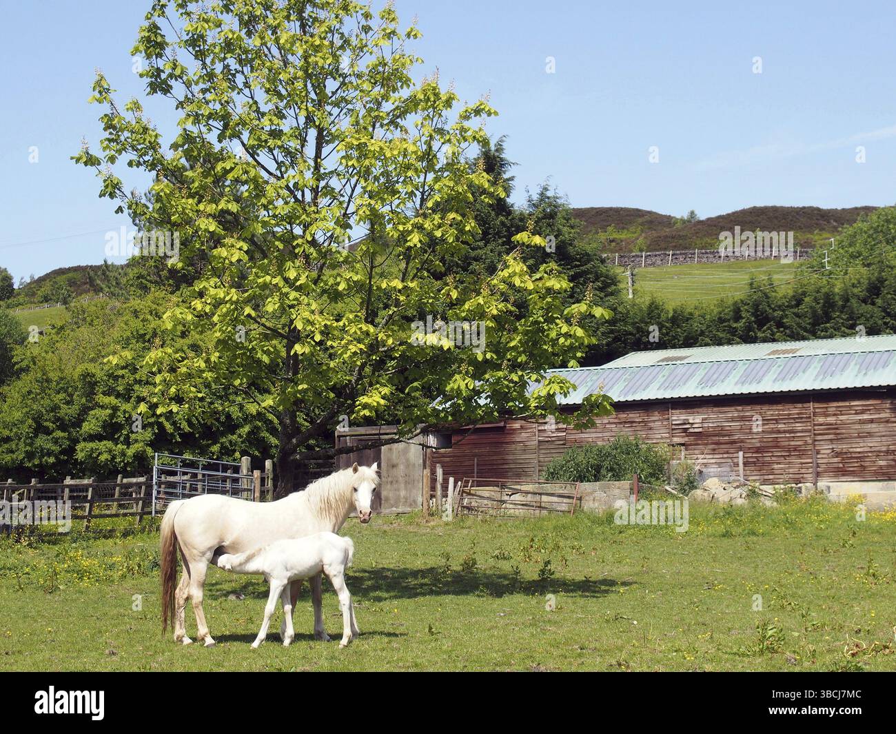 Horse sucking hi-res stock photography and images - Alamy