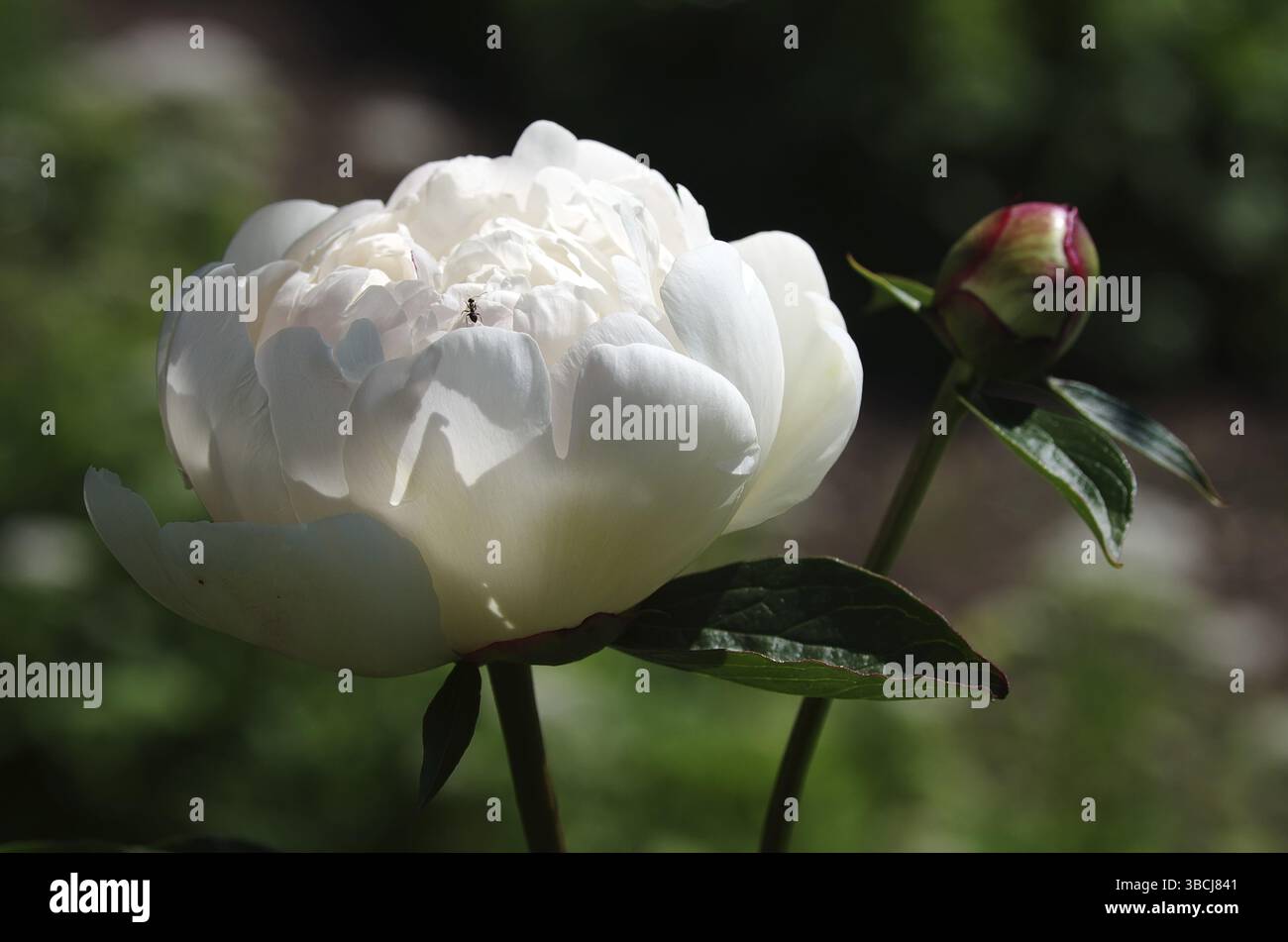 Pfingstrosen hi-res stock photography and images - Alamy