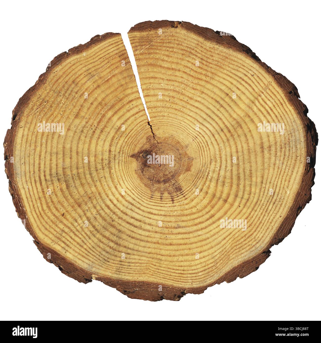 Wooden circle with a split cut of the log Stock Photo - Alamy