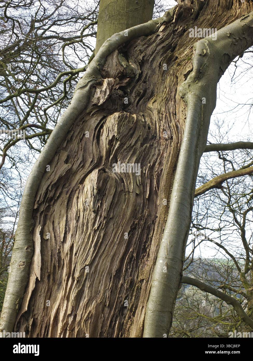 A close up of a split living tree trunk with exposed textured wood with ...