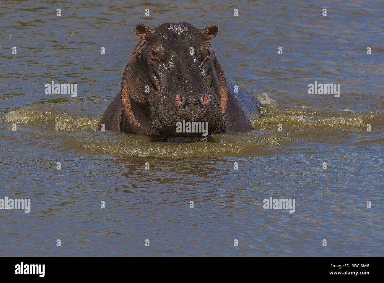 Africa, african, amphibius, animal, aquatic, big, body, brown, close ...