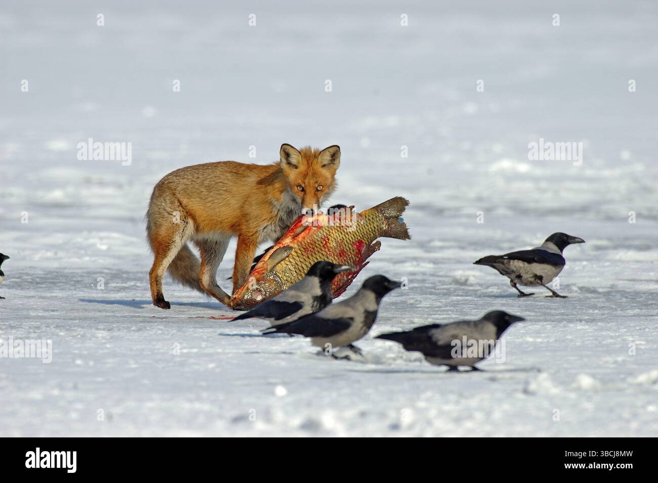 Red Fox (Vulpes vulpes) with carp and Hooded Crows, Biosphere Preserve ...