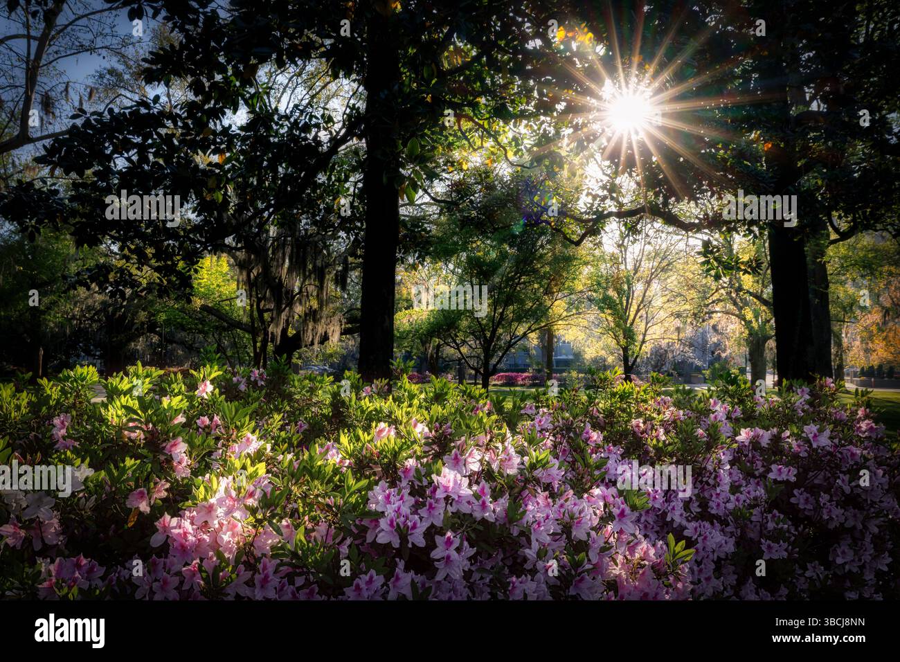 The morning sun shines on fresh spring flowers in Forsyth Park at ...