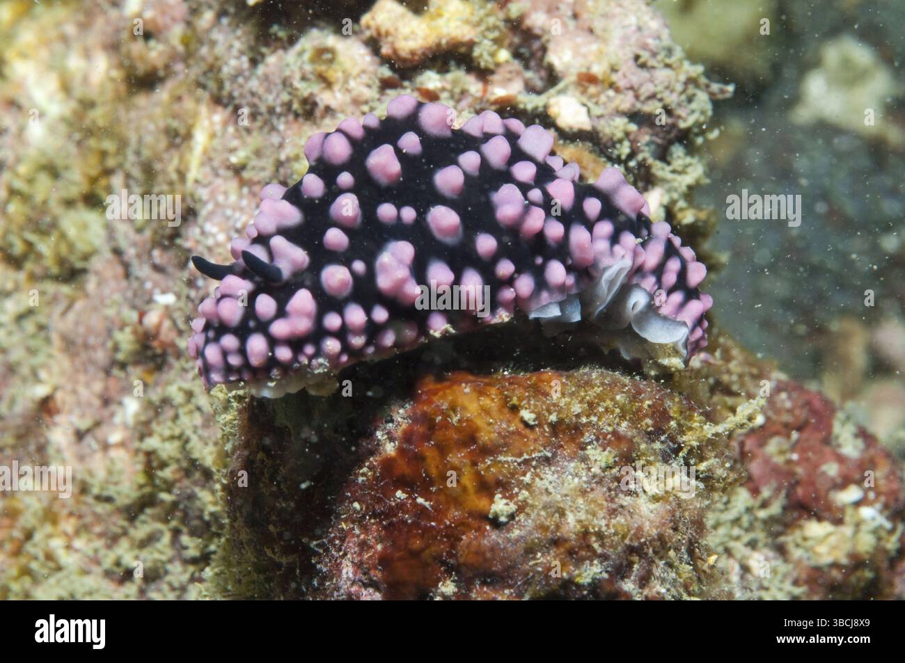 Poison Wart Snail, Red Sea (Phyllidiella pustulosa Stock Photo - Alamy