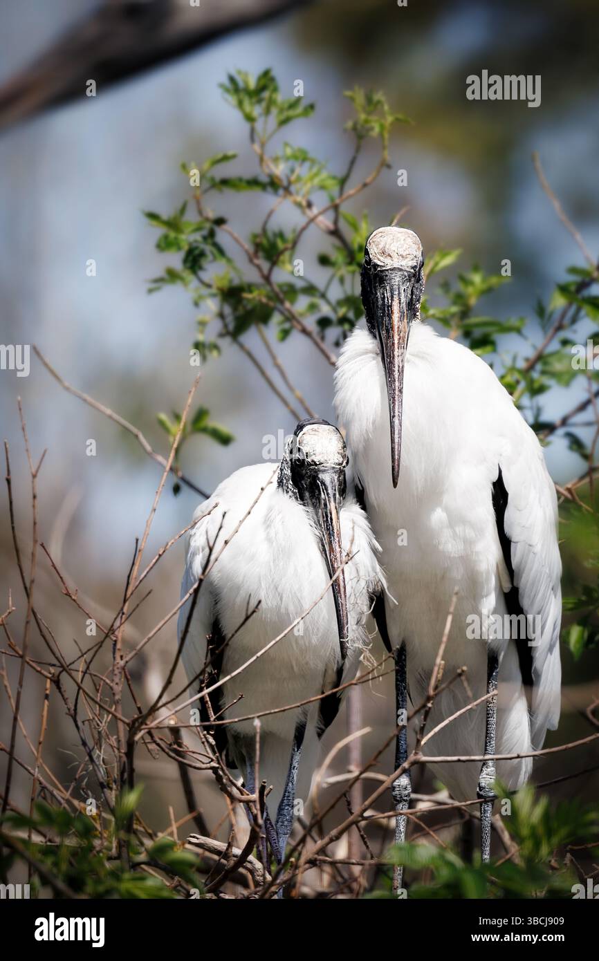 Two Wood Storks stand on a nest in the Cypress Wetlands at Port Royal ...