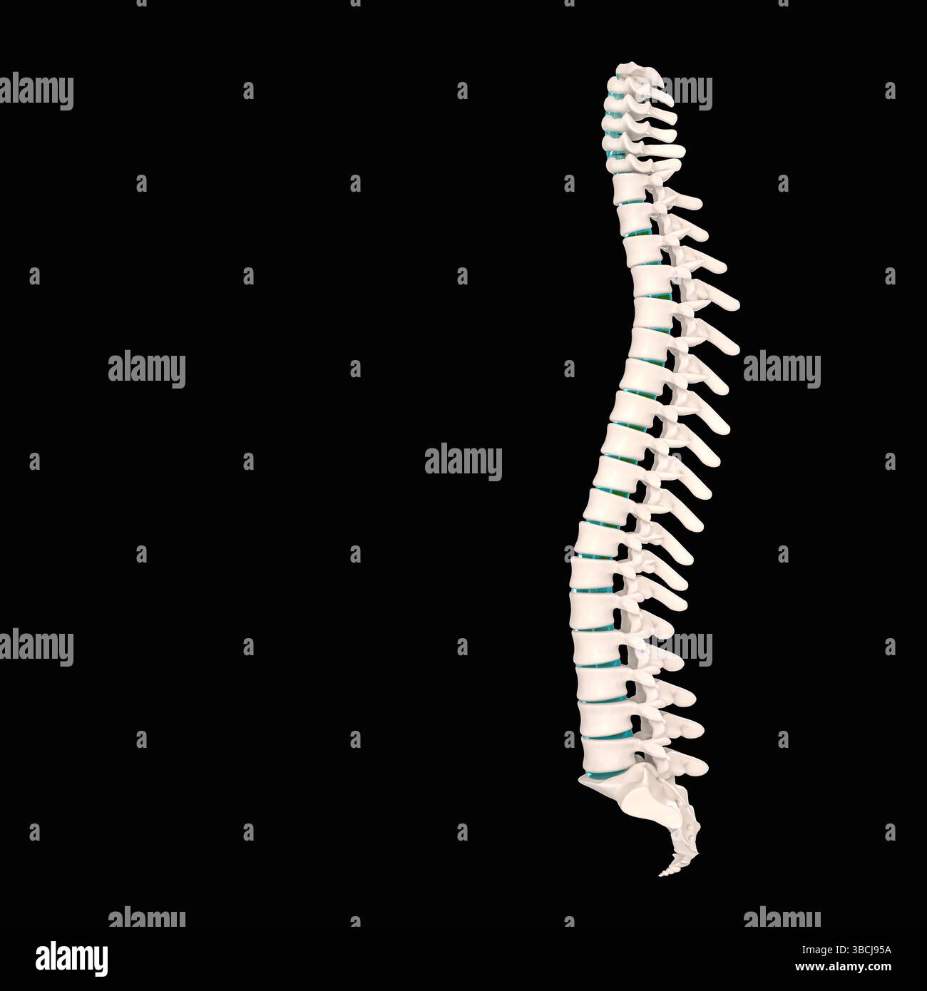 Human spine showing intervertebral discs on black background 3d Stock ...