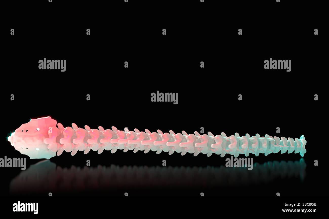 Human spine showing vertebrae, intervertebral discs, on black 3d Stock ...