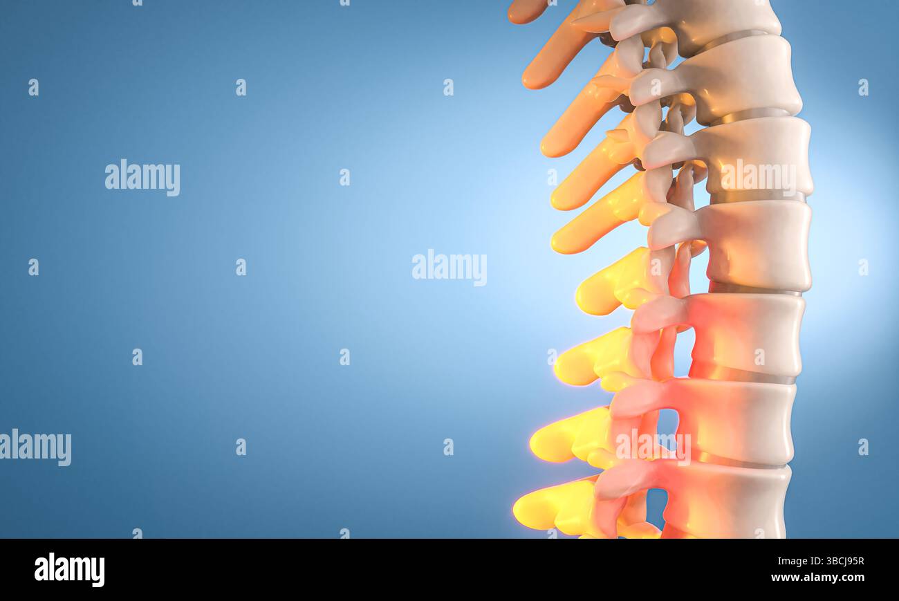 Human spine showing intervertebral discs and vertebrae 3d Stock Photo ...