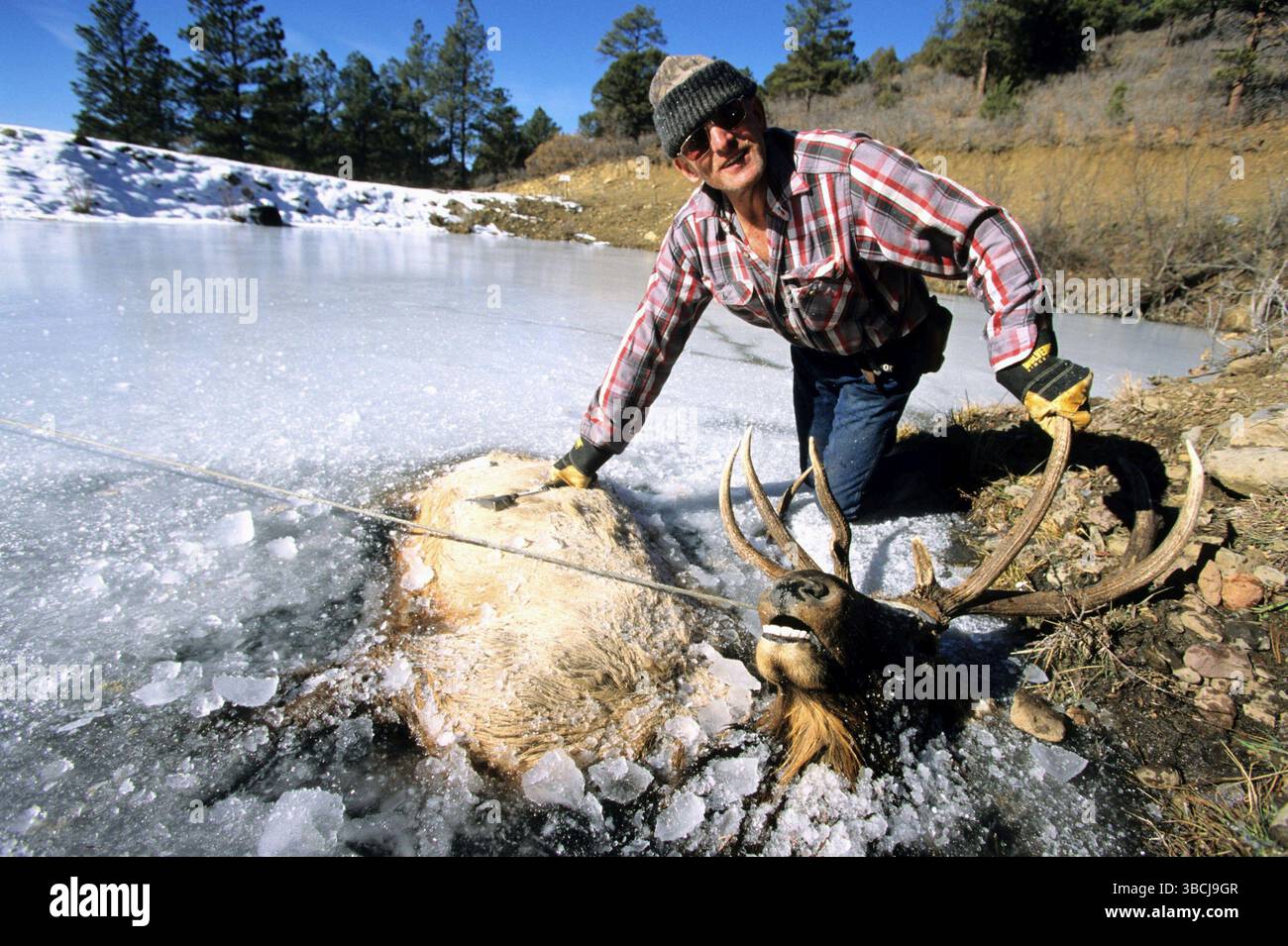 Hunting guide with dead Elk in frozen pond, Canada (Cervus elaphus ...
